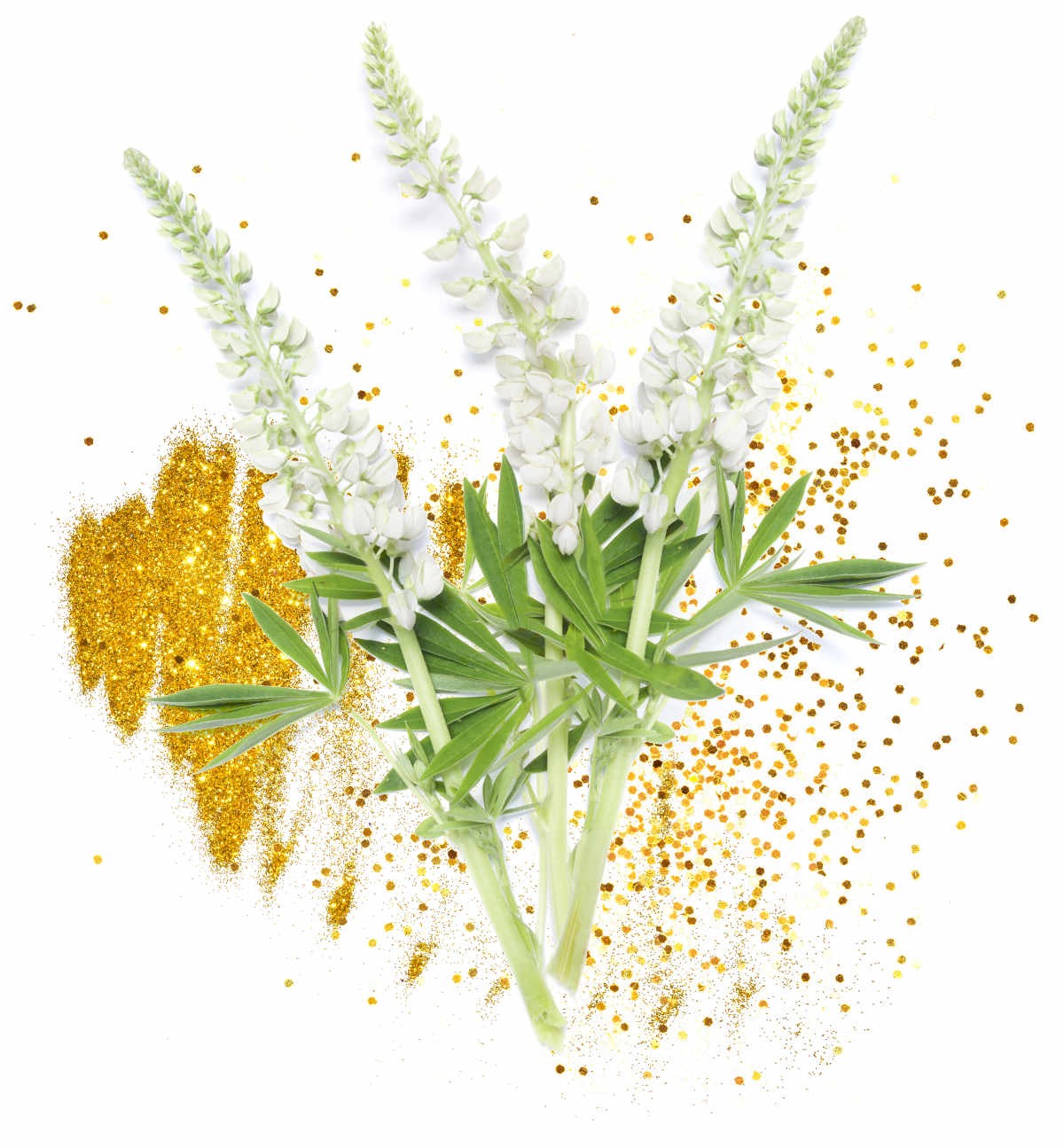 Beauty Oil — Shiawasedo